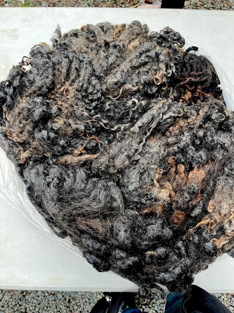 Dora #581 - 6lb Wensleydale Raw Fleece Natural Wool Fiber Sheared 12/9 ...