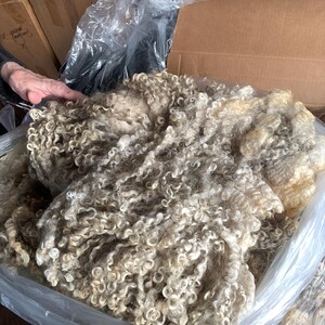 770 - Wensleydale Raw Fleece Natural White Wool Fiber 3/29/24 - Etsy
