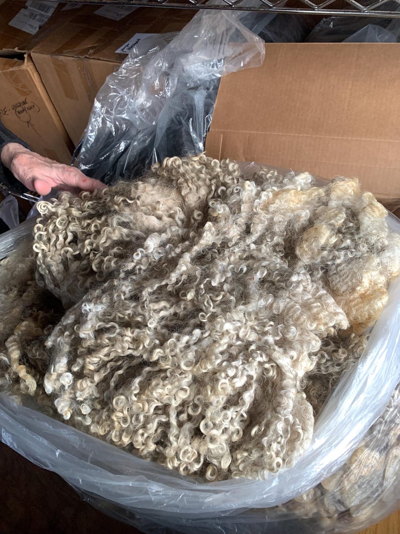 770 - Wensleydale Raw Fleece Natural White Wool Fiber 3/29/24 - Etsy