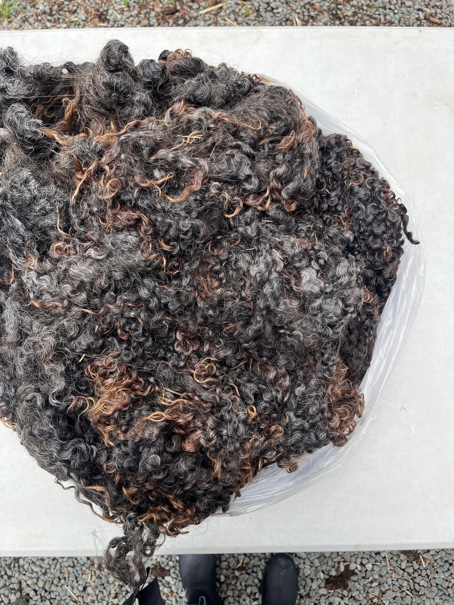 Holly #683 - 6.5lb Wensleydale Raw Fleece Natural Charcoal Wool Fiber ...