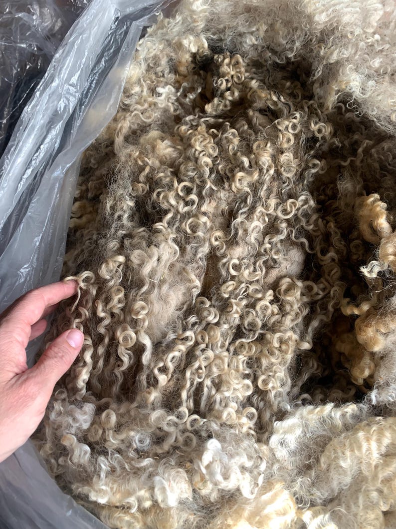 770 - Wensleydale Raw Fleece Natural White Wool Fiber 3/29/24 - Etsy