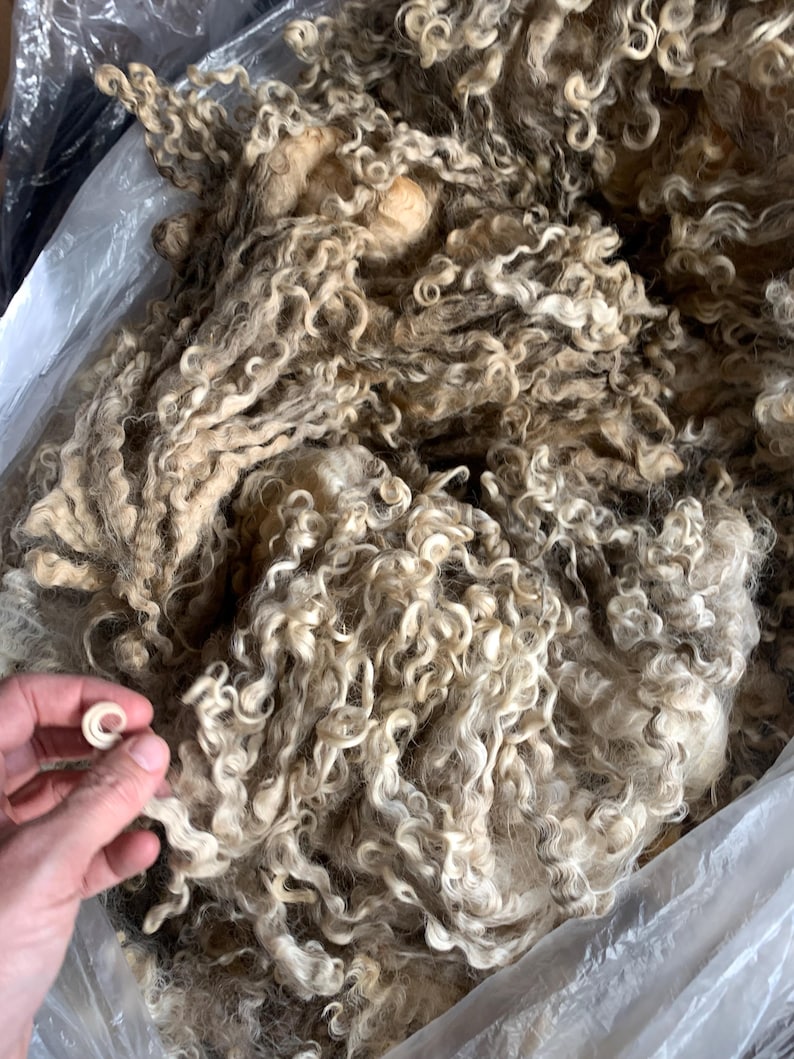 770 - Wensleydale Raw Fleece Natural White Wool Fiber 3/29/24 - Etsy