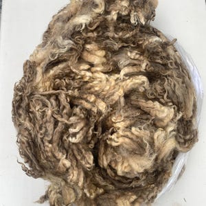 830 HAZEL - F1 Valais Blacknose Raw Fleece Natural White Wool Fiber 8 ...