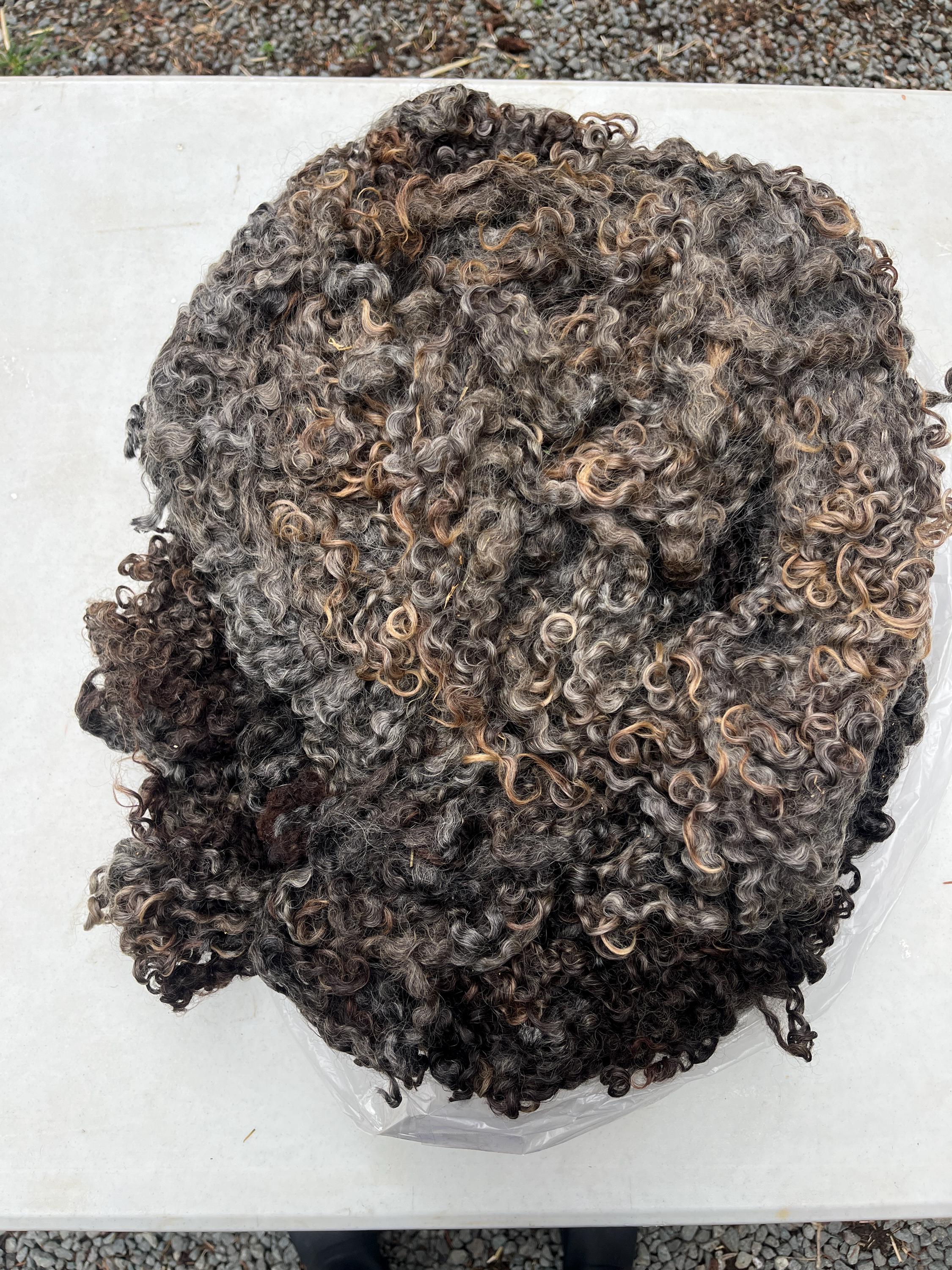 Holly #683 - 6.5lb Wensleydale Raw Fleece Natural Charcoal Wool Fiber ...
