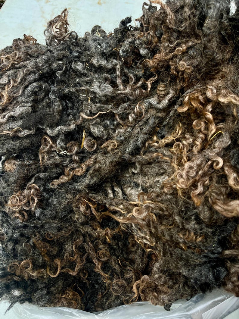 Dora #581 - 6lb Wensleydale Raw Fleece Natural Wool Fiber Sheared 12/9 ...