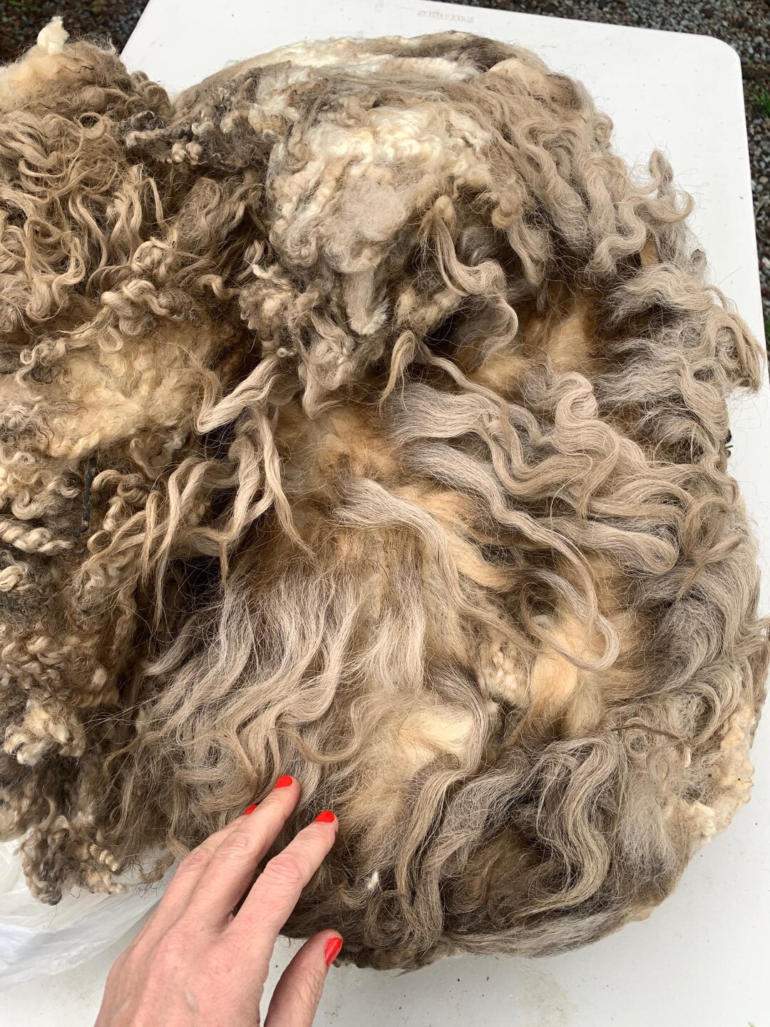 Lima 6.5lbs of F1 Valais Blacknose Raw Fleece White Wool Sheep Fiber ...