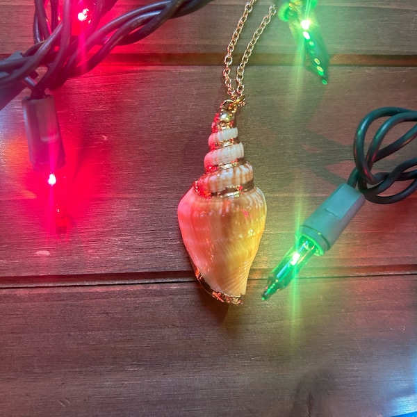 Conch Sea Shell - Etsy