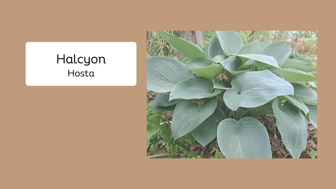 Hosta, Pick Variety,3 Bare Roots, August Moon, Royal Standard, Halcyon, Francee, Patriot - Etsy