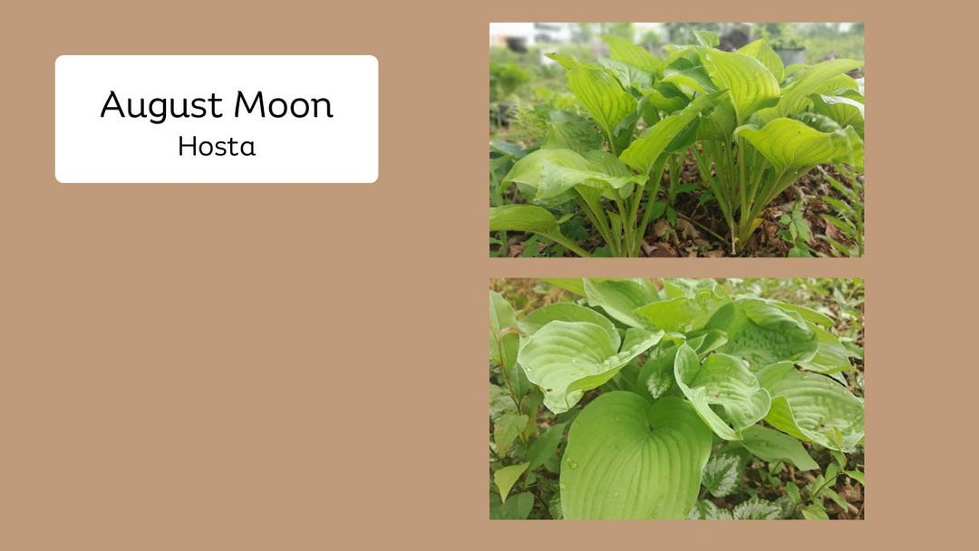Hosta, Pick Variety, 1, August Moon, Royal Standard, Halcyon, Francee, Patriot, Captain Kirk - Etsy