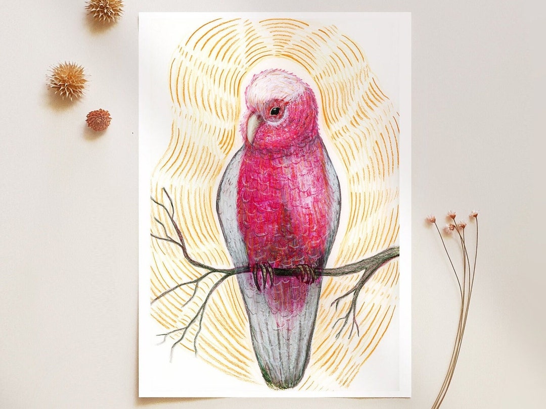 Galah Cockatoo Bird Mini Art Print, 4x6 Hand Drawn Postcard, Bird ...