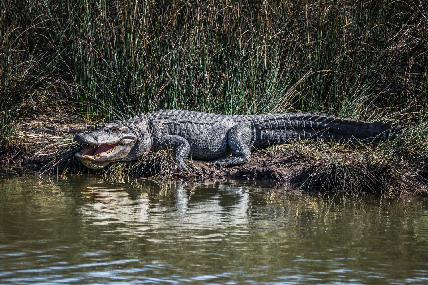 Gator at GINS Ocean Springs, Mississippi Photograph by Gulf Coast ...