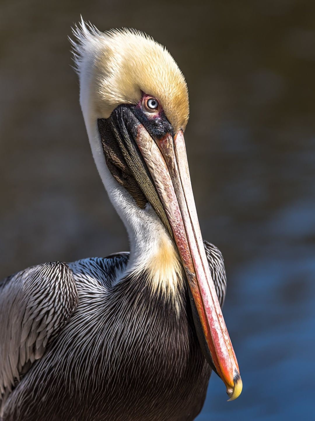 Brown Pelican Old Blue Eyes Ocean Springs, Mississippi Photograph by ...