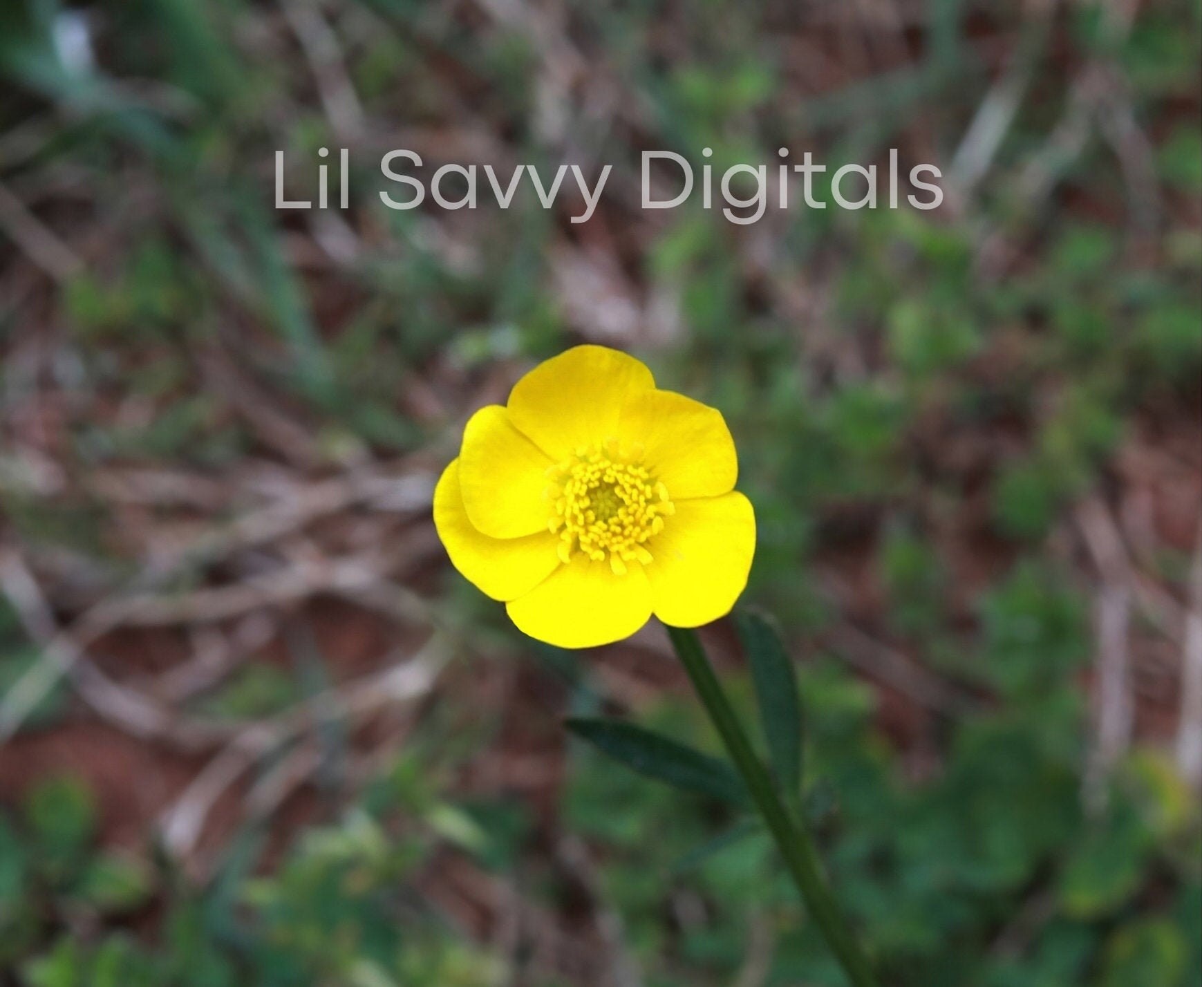 Spring Background Spring Flower Background Spring Backdrop - Etsy