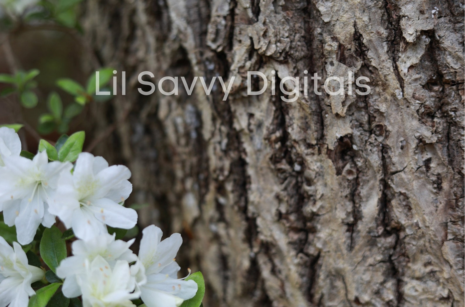 Digital Background, Digital Print, Nature Background, Nature ...