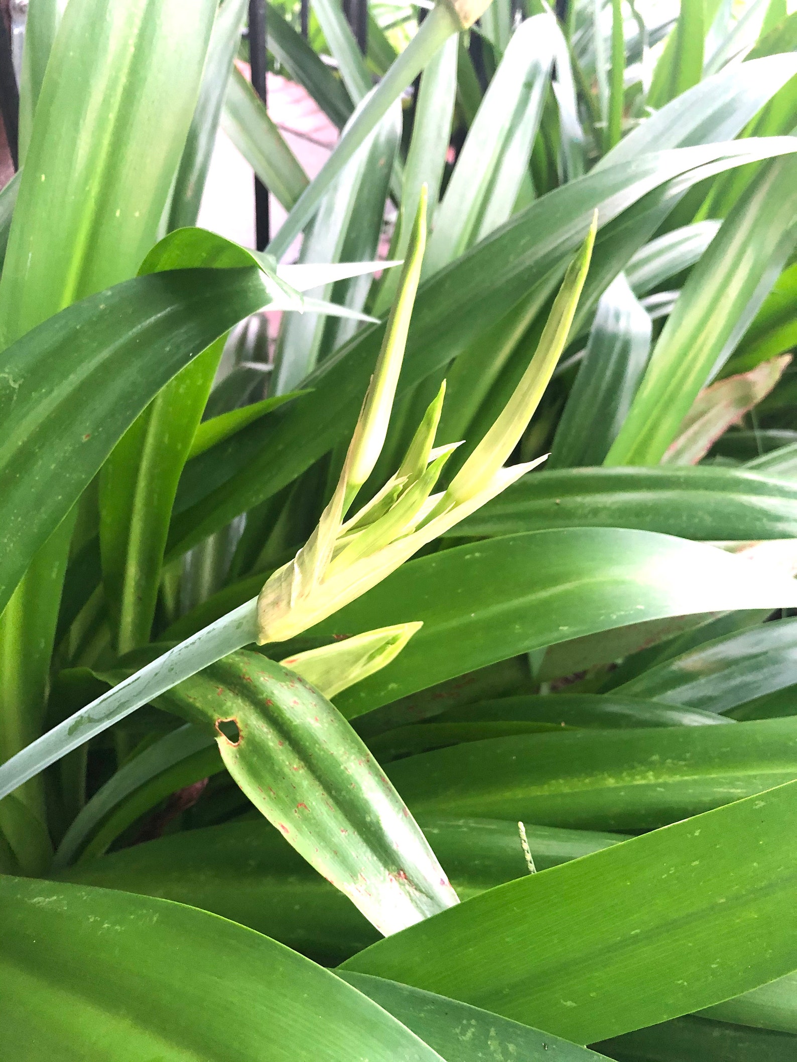 Swamp Spider Lily Bulb Hymenocallis Littoralis White Plant Flower ...