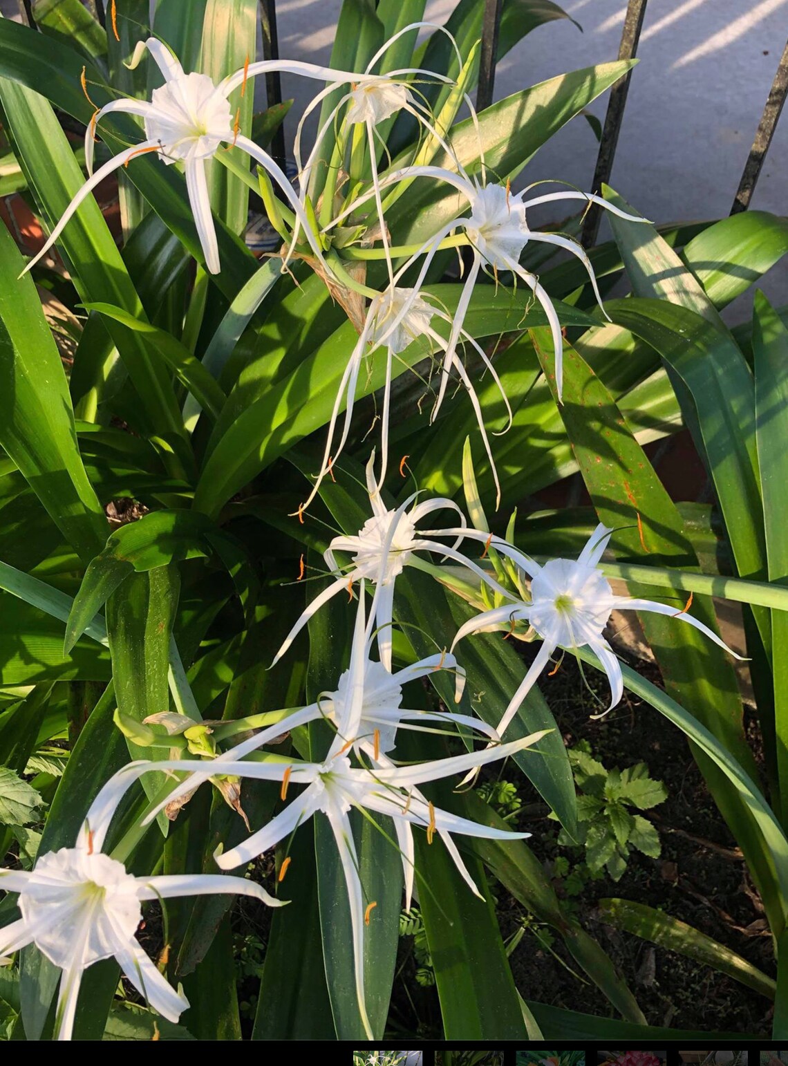 Swamp Spider Lily Bulb Hymenocallis Littoralis White Plant Flower ...
