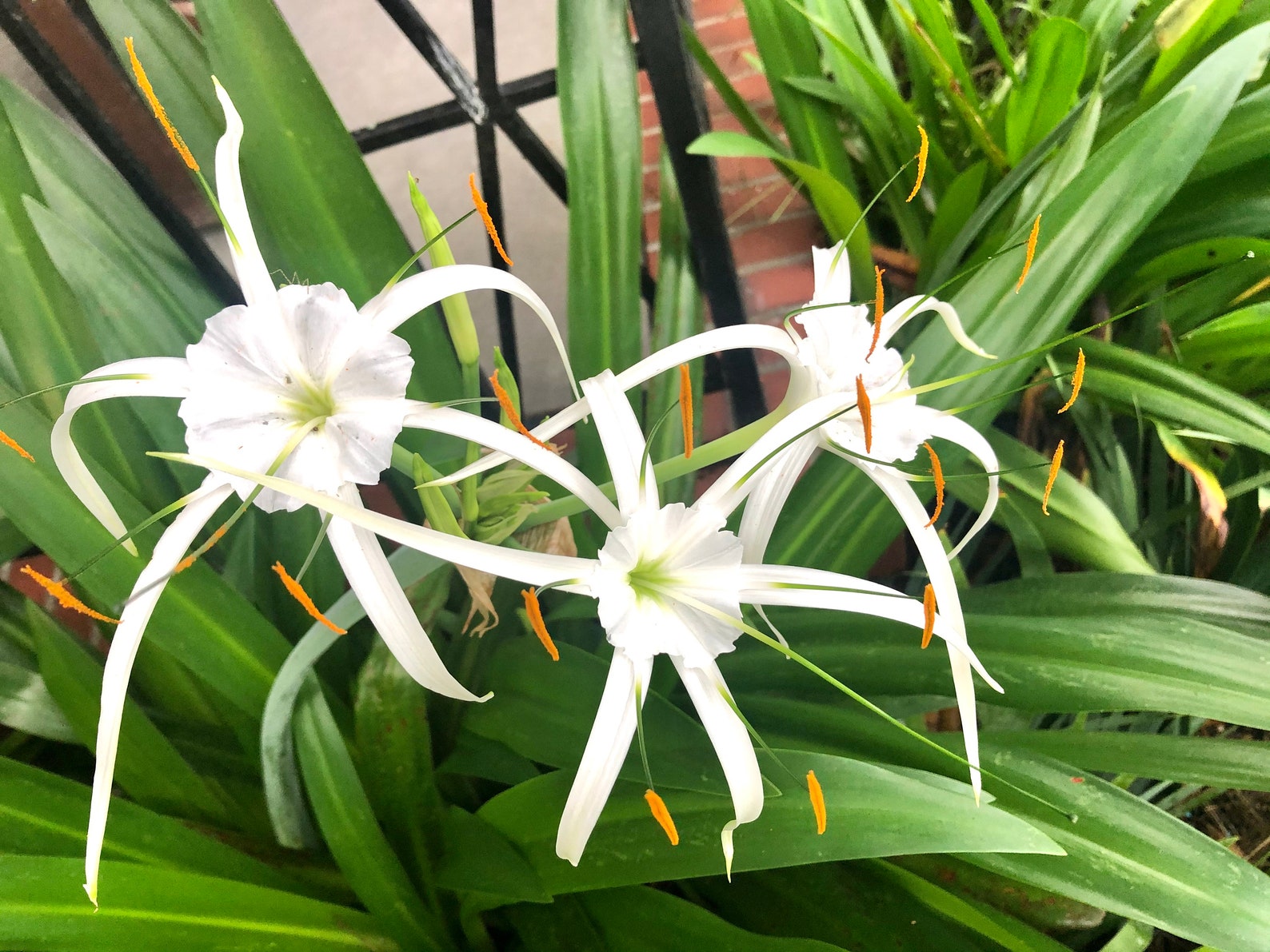 Swamp Spider Lily Bulb Hymenocallis Littoralis White Plant Flower ...