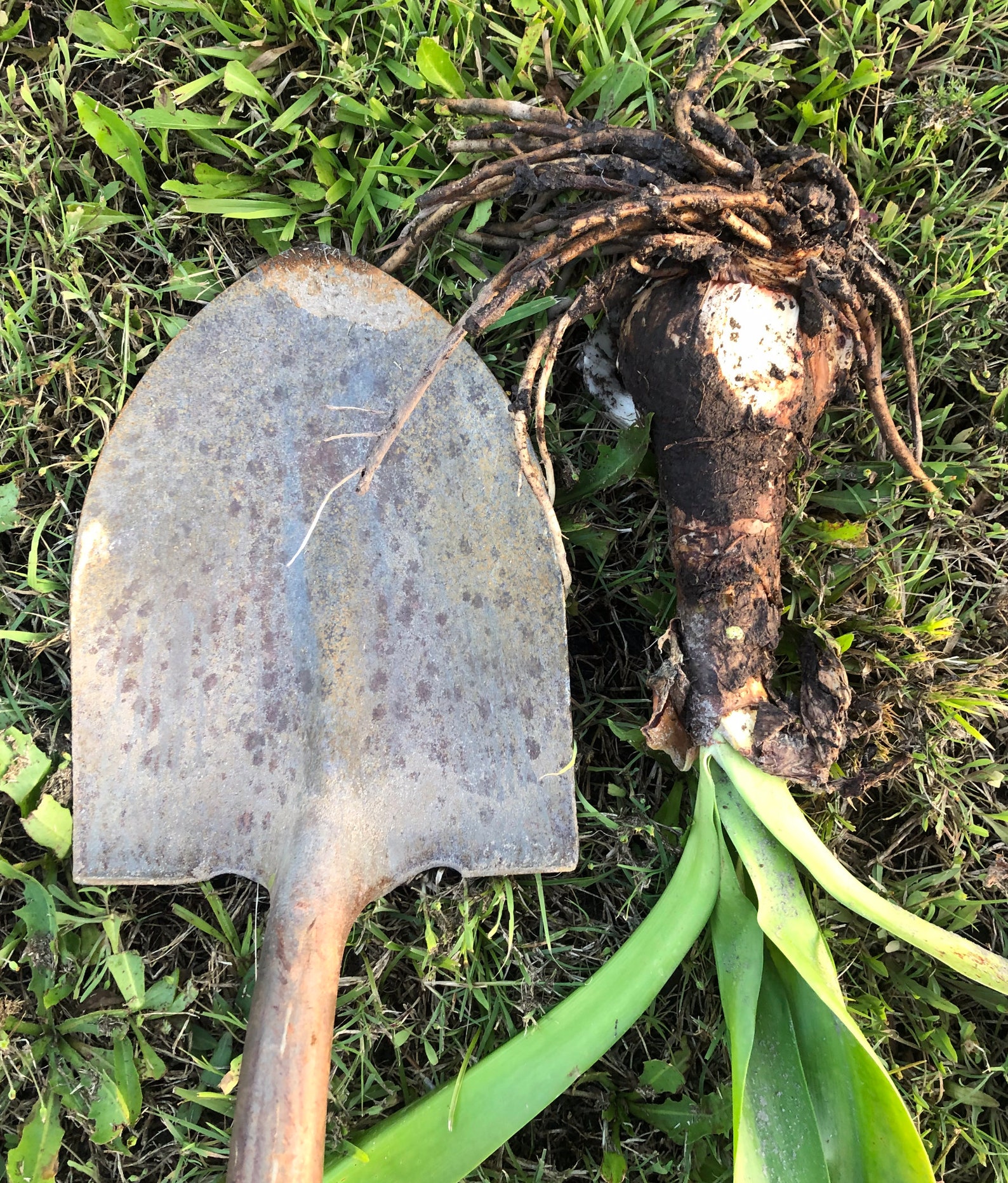 Swamp Spider Lily Bulb Hymenocallis Littoralis White Plant Flower ...