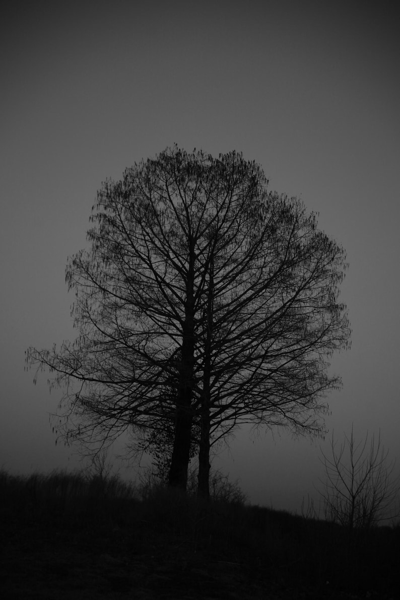 Somber Tree Silhouette Print - Etsy