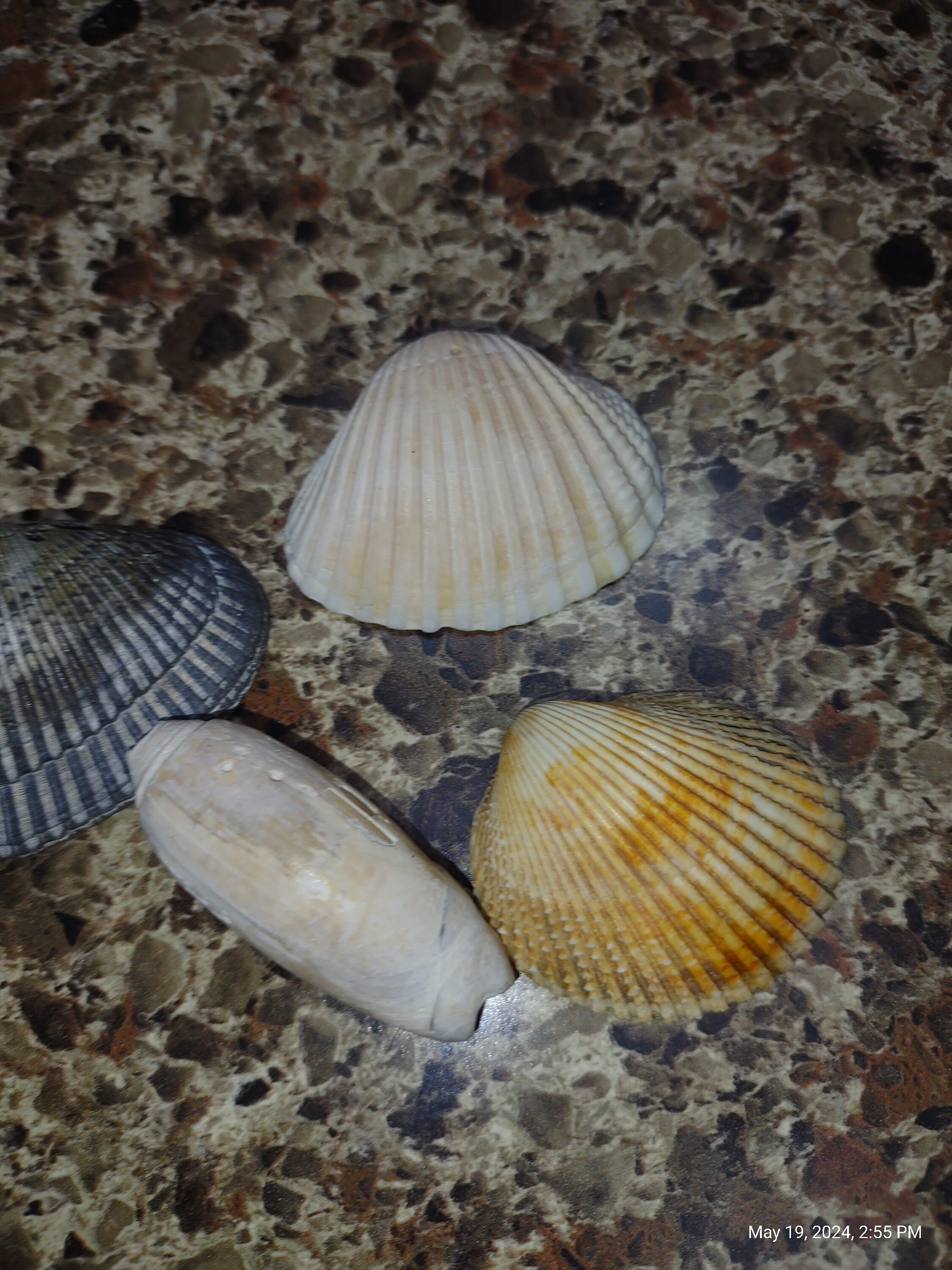 Natural Seashells From Myrtle Beach, SC Hand Gathered - Etsy