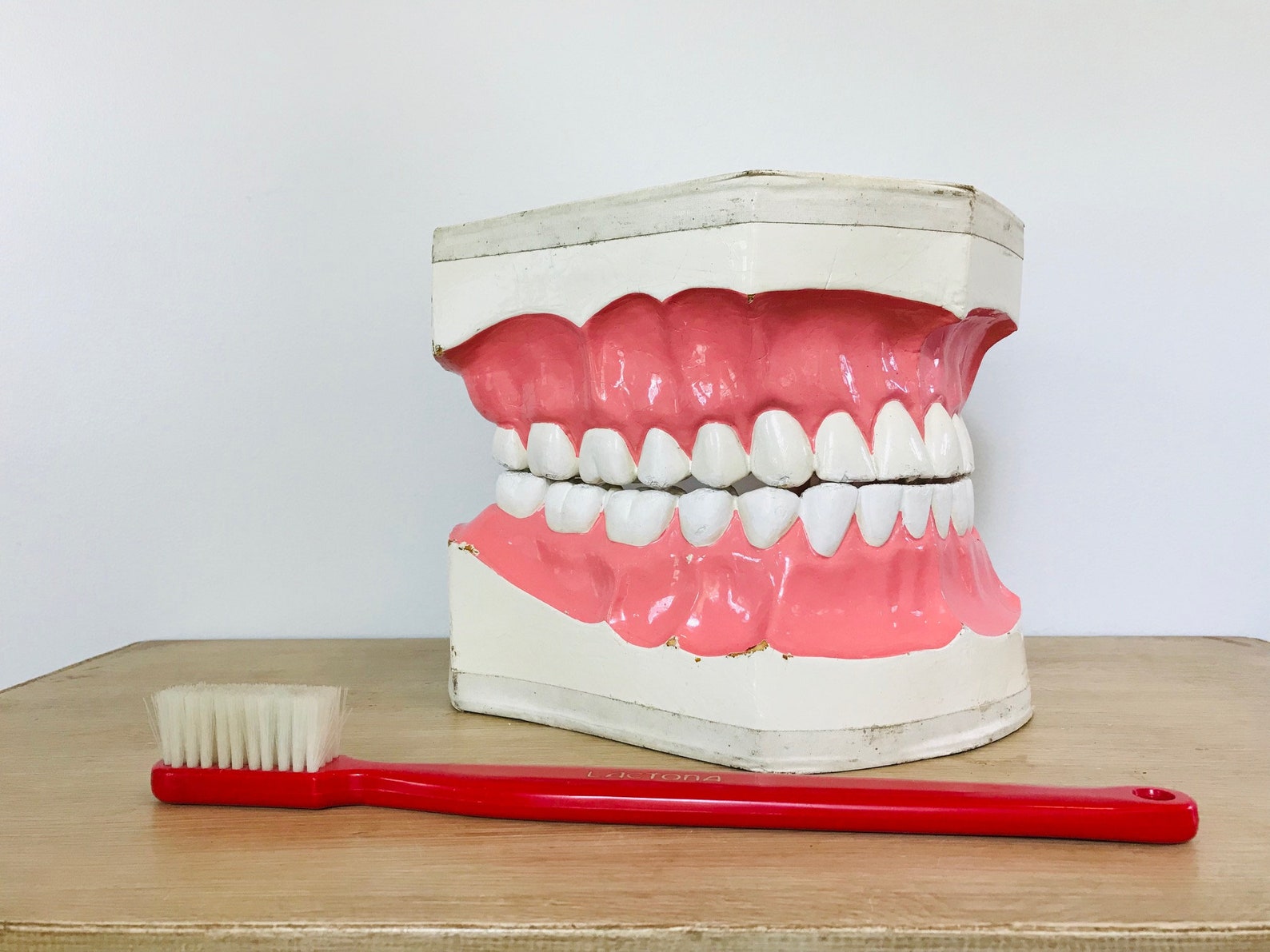 Vintage Medical Anatomical Dentist Teeth Model Toothbrush and | Etsy