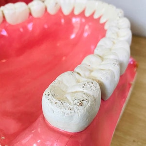 Vintage Medical Anatomical Dentist Teeth Model Toothbrush and - Etsy