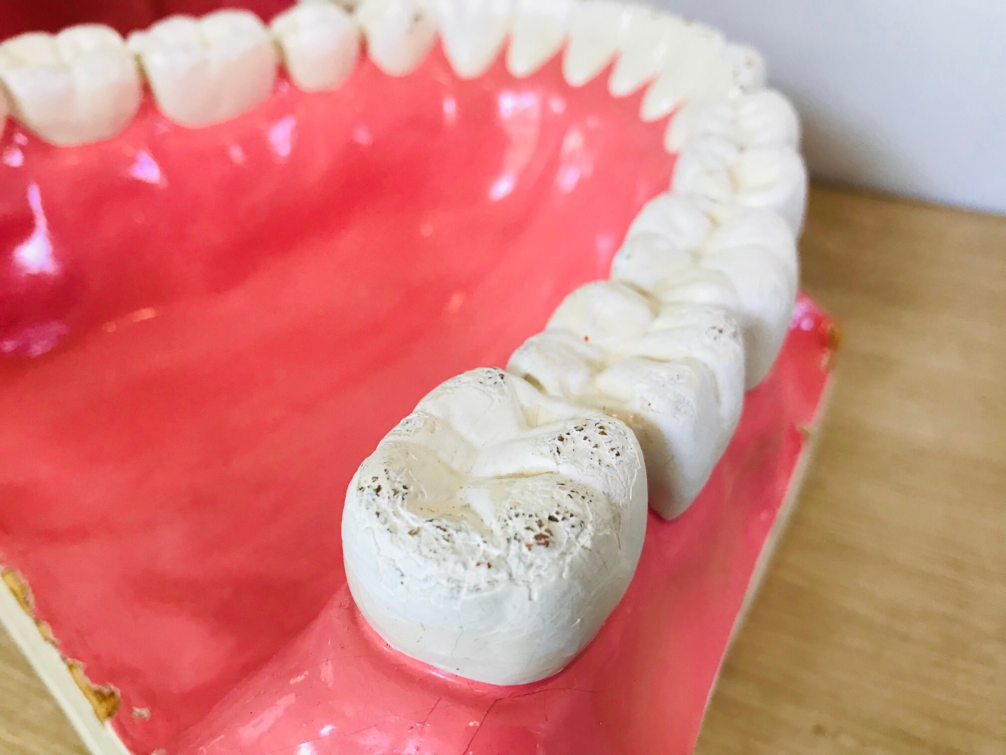 Vintage Medical Anatomical Dentist Teeth Model Toothbrush and | Etsy