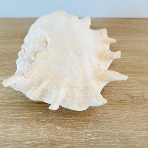 Vintage Large Conch Shell Sea Shell Natural Decor - Etsy