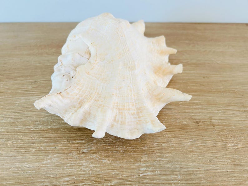 Vintage Large Conch Shell Sea Shell Natural Decor - Etsy