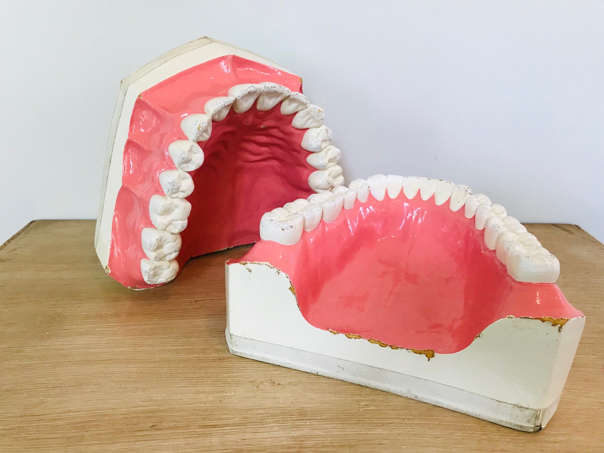 Vintage Medical Anatomical Dentist Teeth Model Toothbrush and | Etsy