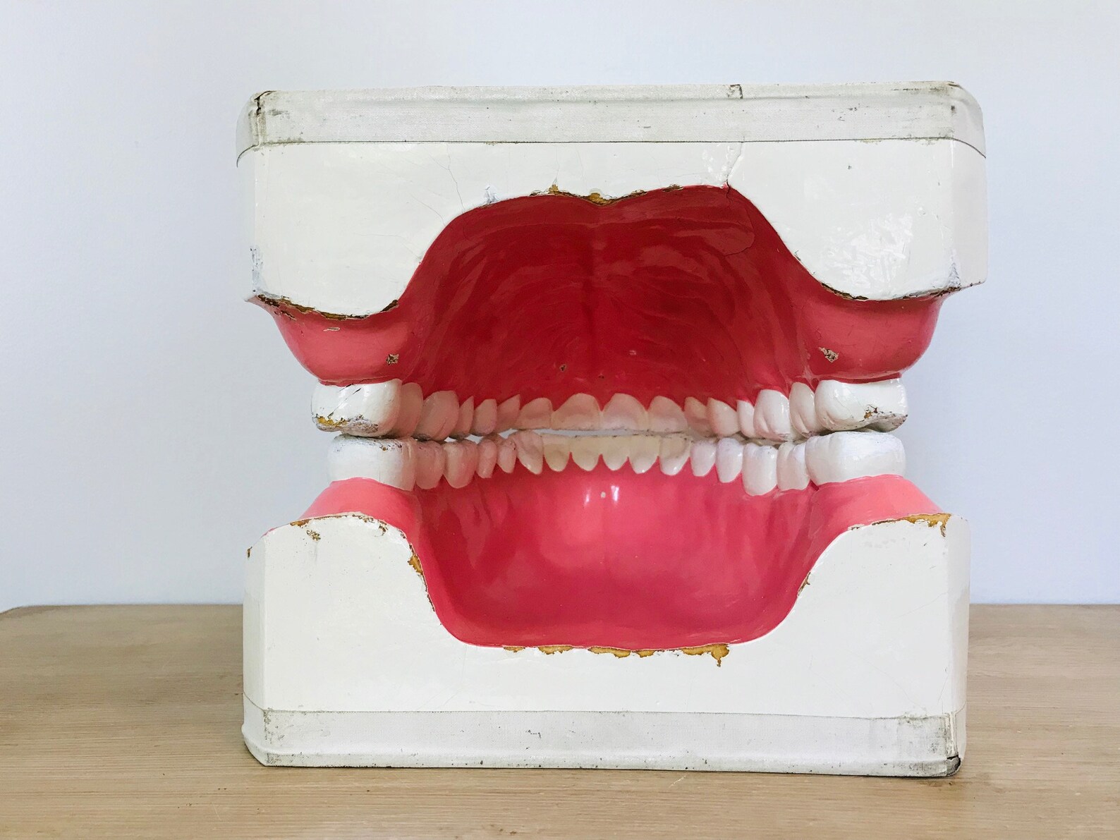 Vintage Medical Anatomical Dentist Teeth Model Toothbrush and | Etsy