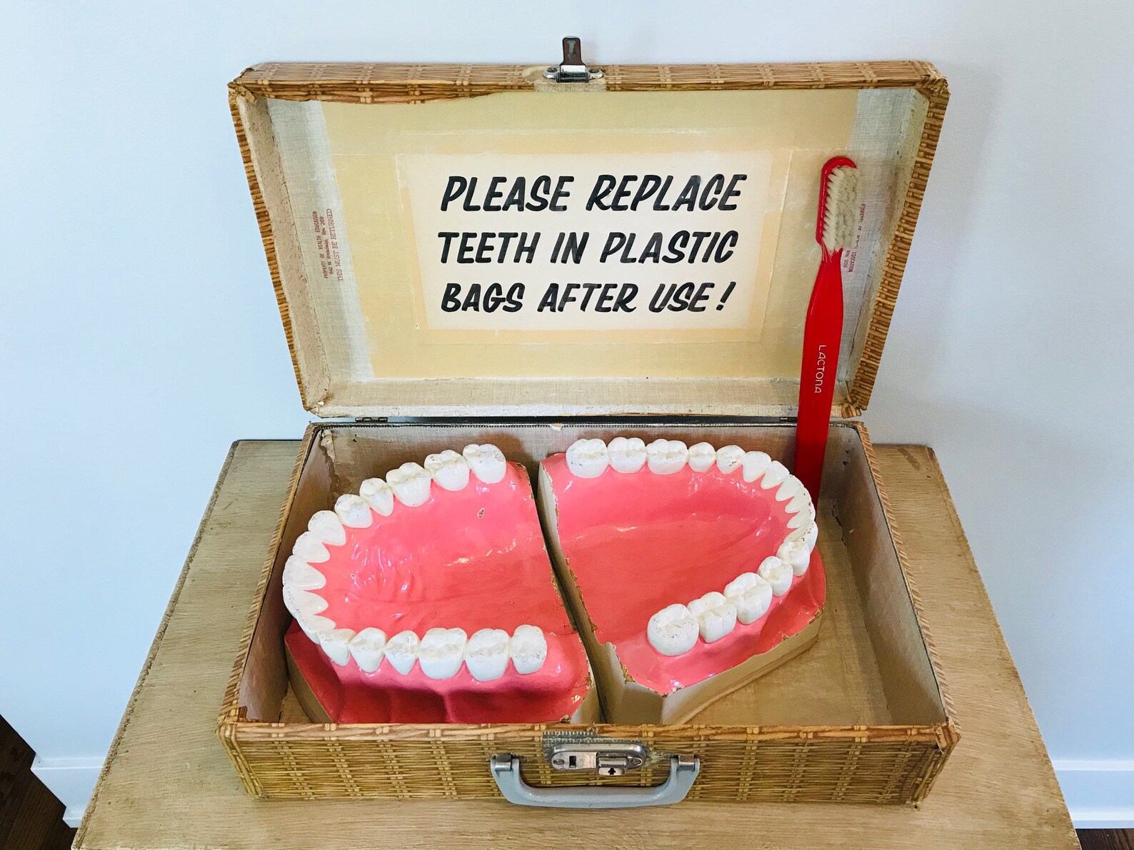 Vintage Medical Anatomical Dentist Teeth Model Toothbrush and | Etsy