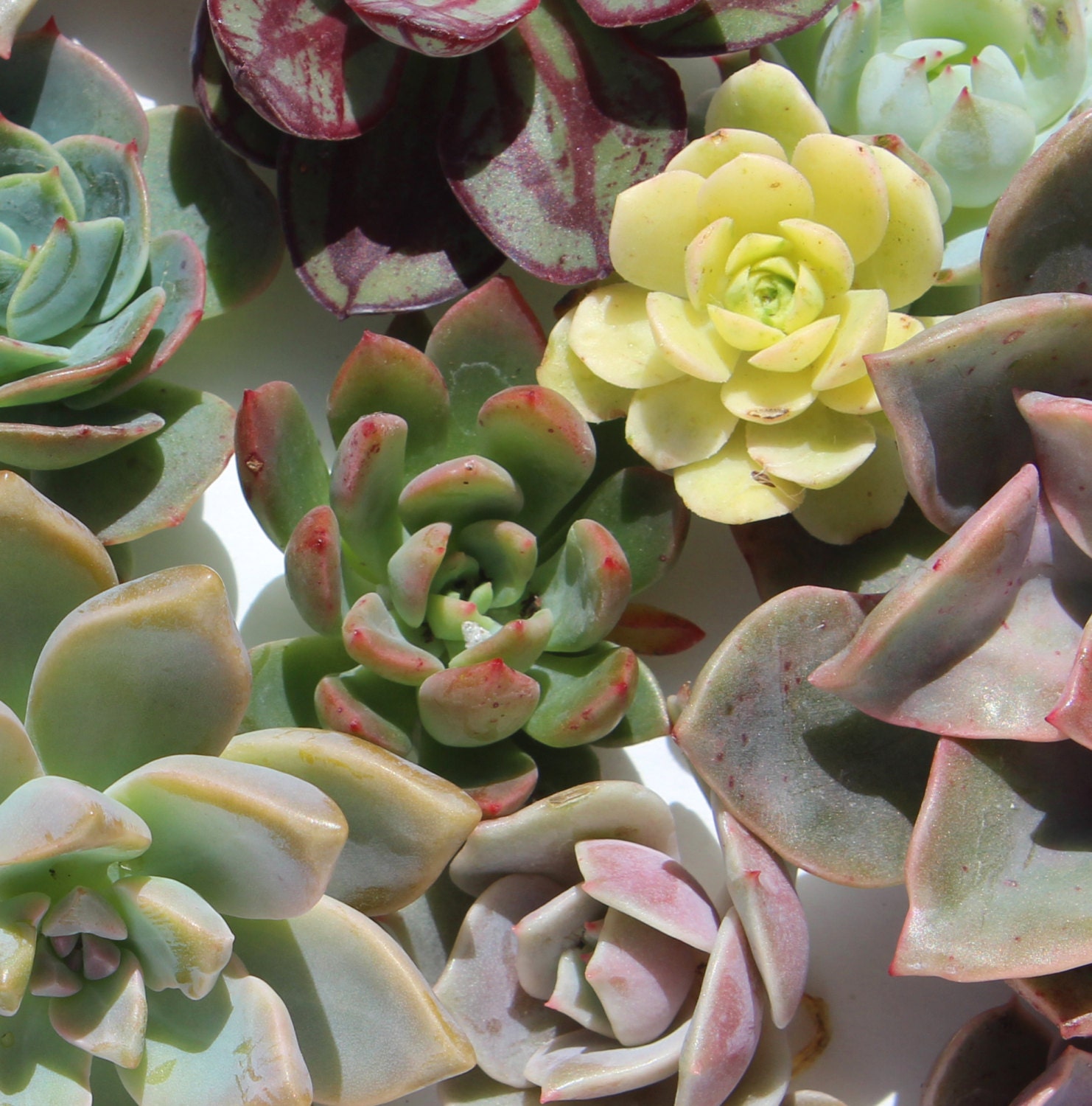 Rosette Succulents 25 Rosette Succulent Cuttings Succulent - Etsy