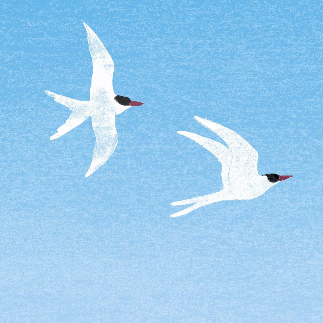 One Good Tern Deserves Another Greeting Card: a Lovely and Unique Card ...