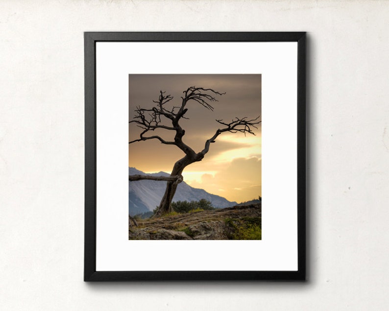 Burmis Tree, Crowsnest Pass Alberta, Dead, Twisted Branches, Mountains ...