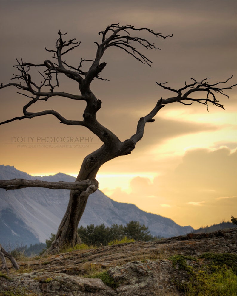 Burmis Tree, Crowsnest Pass Alberta, Dead, Twisted Branches, Mountains ...