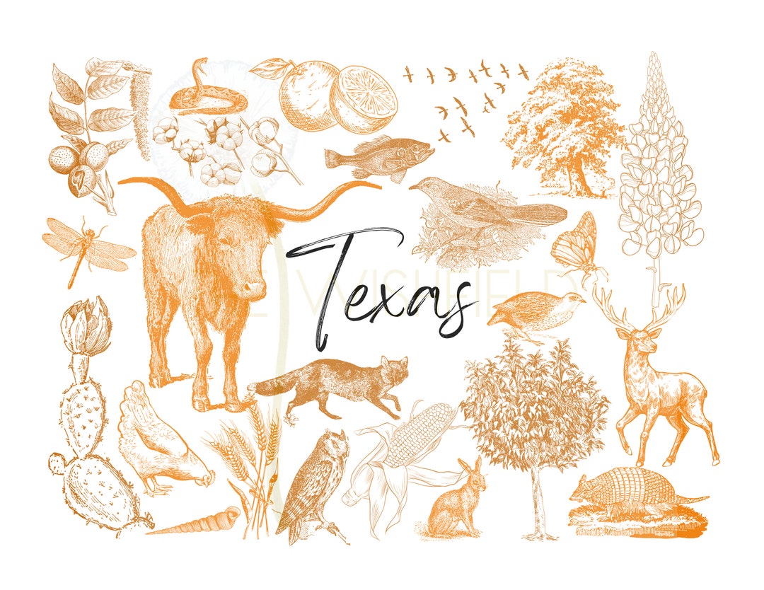 Texas Wildlife Art DIGITAL DOWNLOAD Nature and Wildlife - Etsy