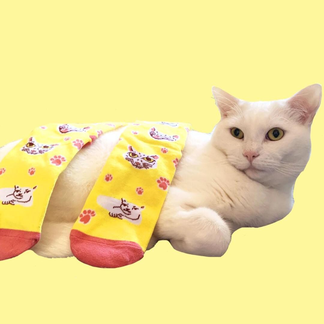 Mochi the Cat Crew Socks, Cute Kitty Sock, Kawaii, Toe Beans, Cats ...