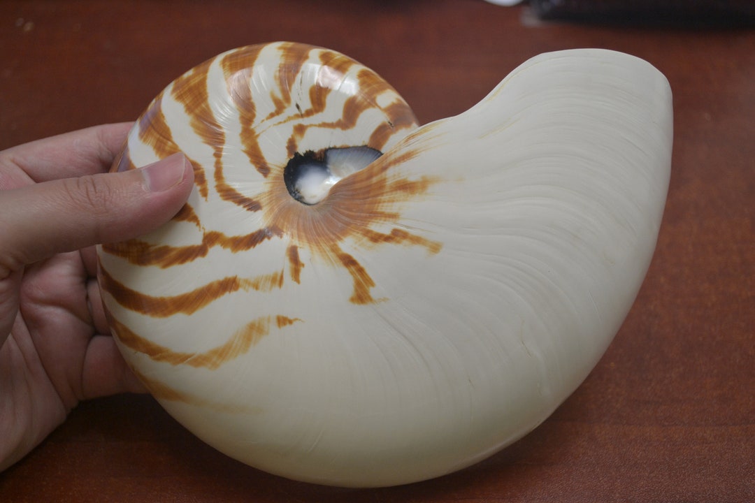 Natural CHAMBERED NAUTILUS Sea SHELL Cut Sliced Beach Craft - Etsy