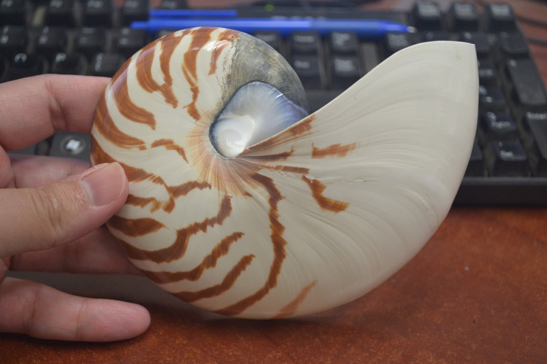Half STRIPED CHAMBERED NAUTILUS Shell 6 - Etsy