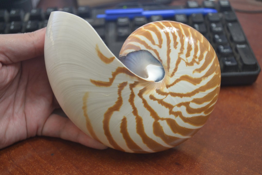 Natural CHAMBERED NAUTILUS Sea SHELL Cut Sliced 5 1/2 - Etsy