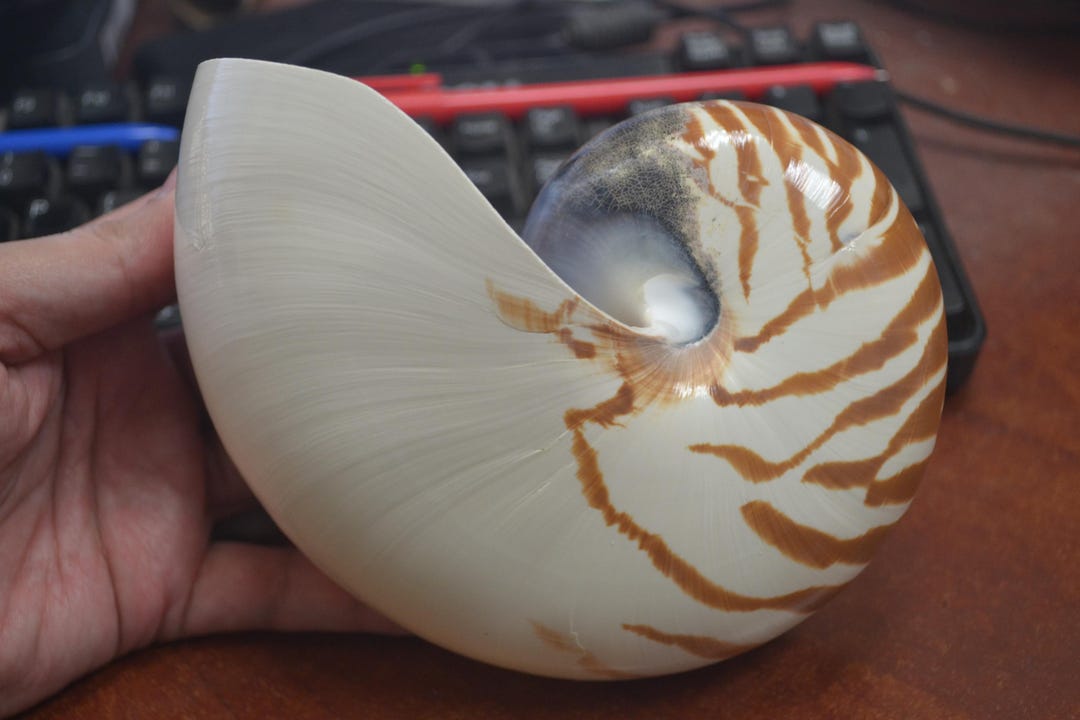 Striped CHAMBERED NAUTILUS SHELL Sliced 6" - Etsy