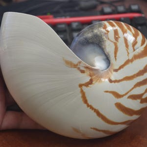 Striped CHAMBERED NAUTILUS SHELL Sliced 6" - Etsy