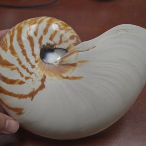 Natural CHAMBERED NAUTILUS Sea SHELL Cut Sliced Beach Craft 6 - Etsy