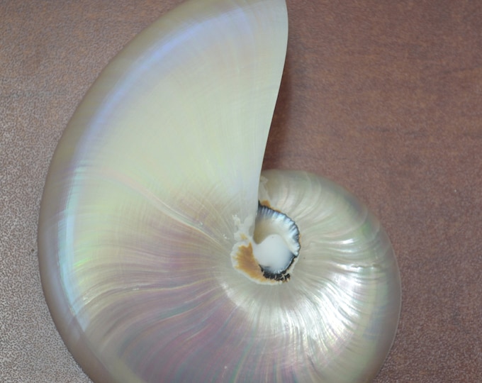 White Pearl NAUTILUS Shell Pendant 4" - 4 1/2" - Etsy