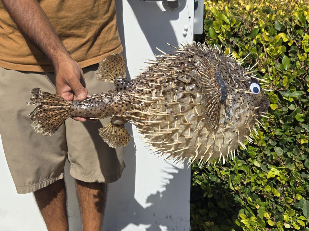 Porcupine PUFFER BLOWFISH 24" - Etsy