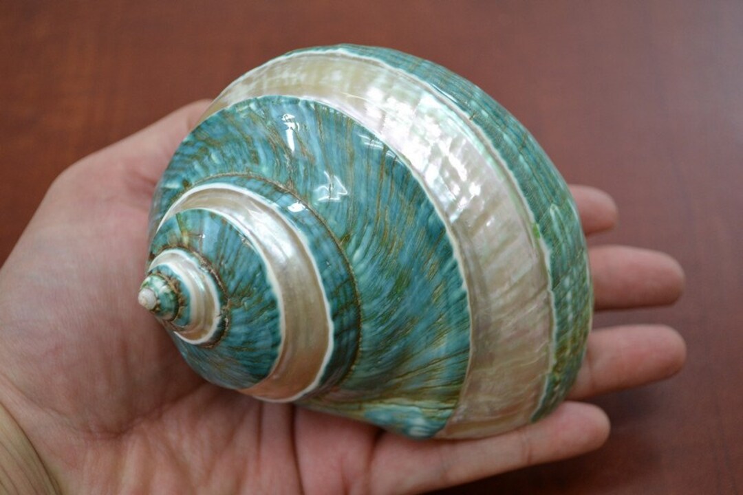 Polished GREEN JADE Banded Turbo Shell 4" - 4 1/2" - Etsy