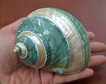 Polished GREEN JADE Banded Turbo Hermit CRAB Sea Shell 3 - Etsy