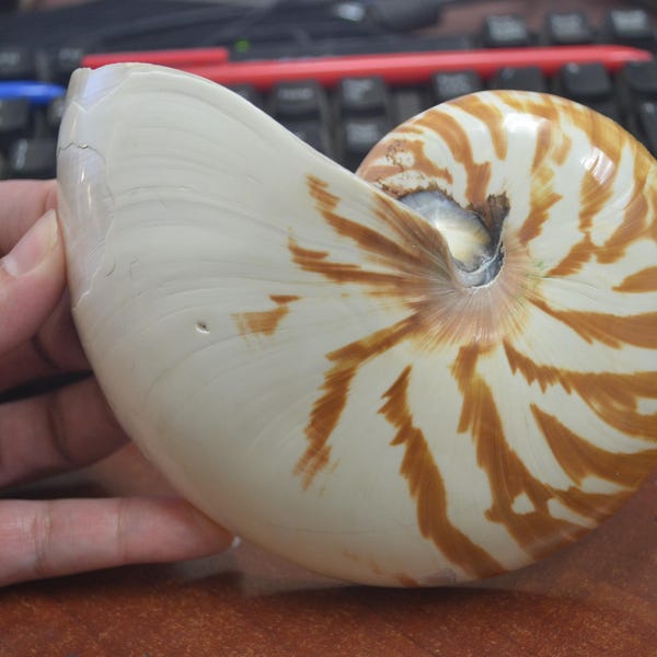Chambered Nautilus - Etsy