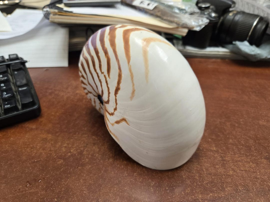 Tiger CHAMBERED NAUTILUS SHELL 6 1/2" - Etsy